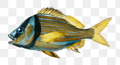 Porkfish (Pristipoma virginianum) and Shade-fish | Free Photo ...