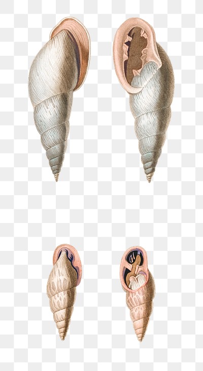 Png hand drawn snail shell | Premium PNG - rawpixel