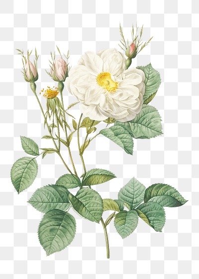 Vintage white rose York transparent | Premium PNG Sticker - rawpixel