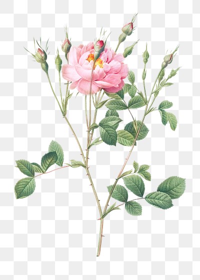 Vintage rusty rose anemone flowers | Premium PNG Sticker - rawpixel