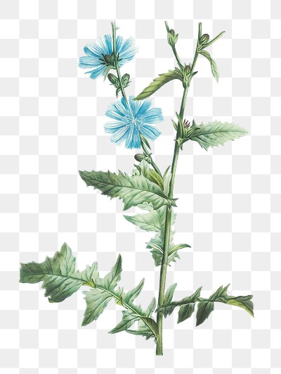 Chicory La Botanique de J. | Free Photo Illustration - rawpixel