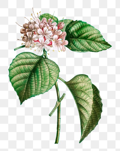 Chinese Glory Bower (Volkameria fragrans) | Free Photo Illustration ...