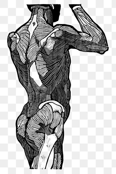 Back muscles png human anatomy, | Premium PNG Sticker - rawpixel