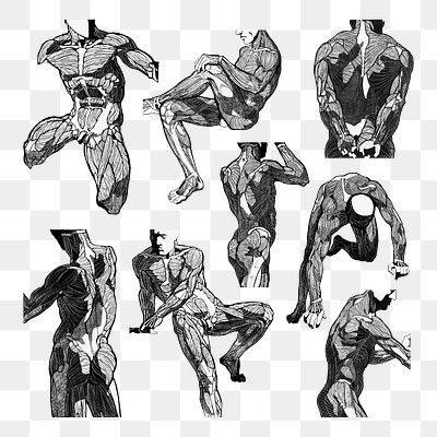 Man's muscles png human anatomy | Premium PNG - rawpixel