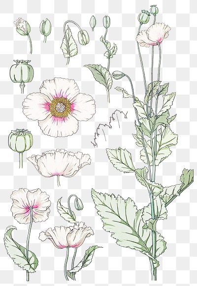 Vintage poppy flower parts transparent | Premium PNG Sticker - rawpixel