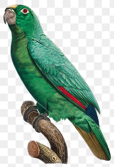 Excotic yellow crowned amazon png | Premium PNG Sticker - rawpixel