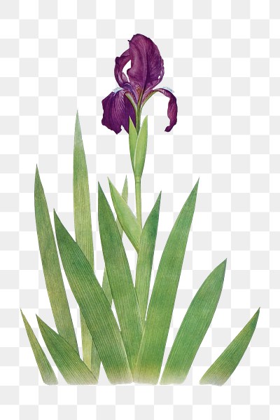Iris Subbiflora genus Iris William | Free Photo Illustration - rawpixel