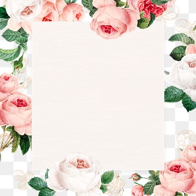 Pink cabbage rose squared frame | Premium PNG - rawpixel