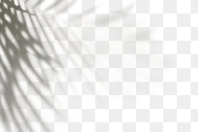 PNG Shadow palm leaves, transparent | Premium PNG - rawpixel