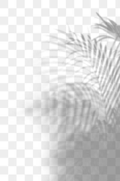 Shadow palm leaves design element | Premium PNG - rawpixel