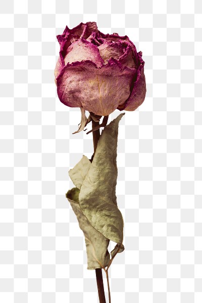 Dried pink rose flower design | Premium PNG Sticker - rawpixel