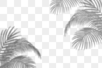 Png tropical leaf shadow background, | Premium PNG - rawpixel