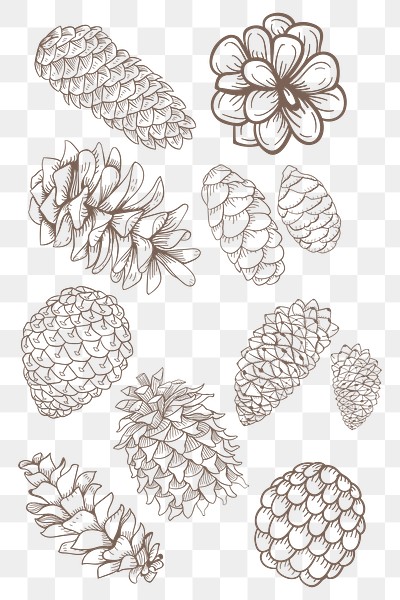 Conifer cone sticker design element | Premium PNG - rawpixel