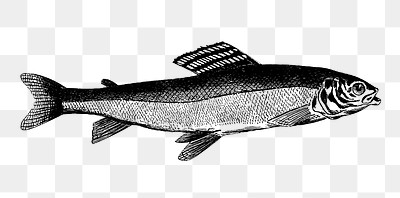 Grayling Nimrod North, Or Hunting | Free Photo Illustration - rawpixel