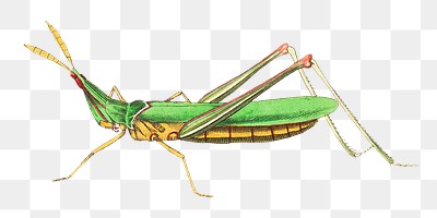 Png hand drawn green locust | Free PNG Sticker - rawpixel