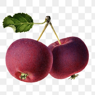 Vintage apple twig illustration. Digitally | Free Photo Illustration ...