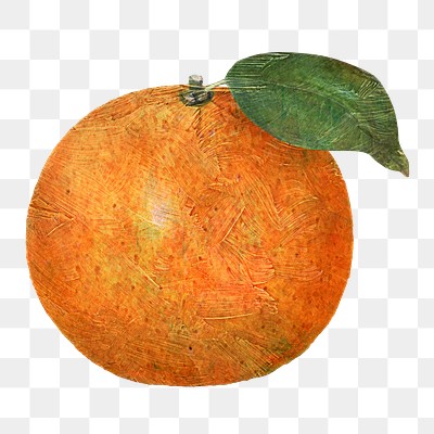 Hand drawn tangerine fruit design | Premium PSD - rawpixel
