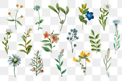 Hand drawn flower png sticker set vintage… | Free stock illustration ...