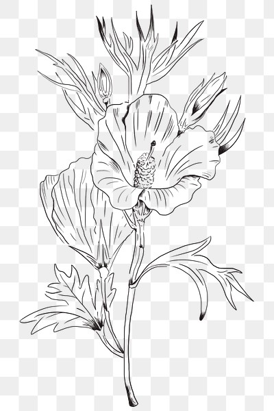 Flower Black And White Images | Free Vectors, PNGs, Mockups ...