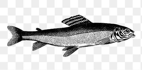 Grayling Images | Free Vectors, PNGs, Mockups & Backgrounds - rawpixel