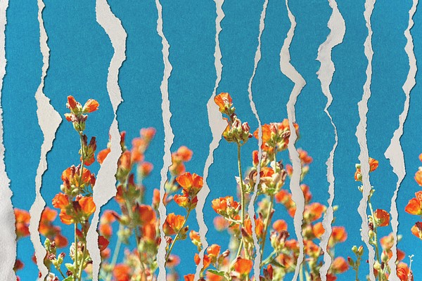 Ripped Paper Effect | Premium Photo Effects & Filters - rawpixel