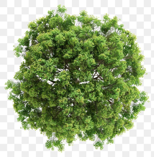 PNG Lush green tree top | Free PNG - rawpixel