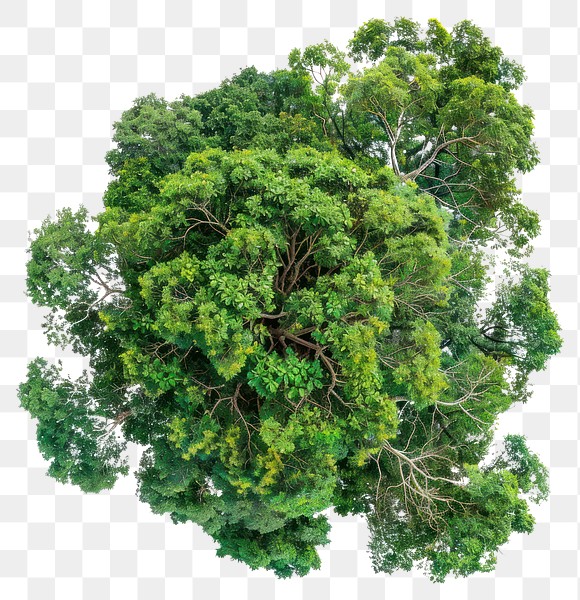 PNG Lush aerial tree canopy | Premium PNG - rawpixel