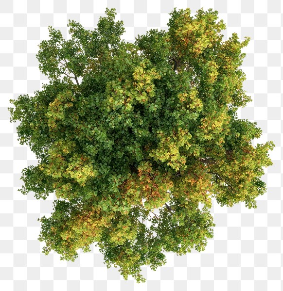 PNG Real Sycamore maple tree | Premium PNG - rawpixel