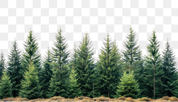 PNG Black Forest backgrounds forest | Premium PNG - rawpixel