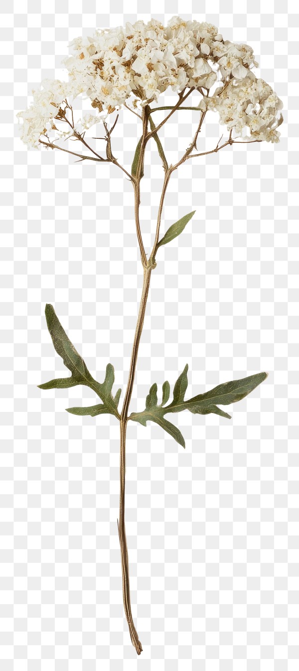 PNG Real Pressed white yarrow | Free PNG - rawpixel