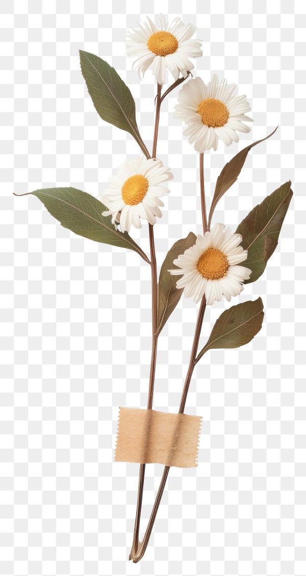 PNG Pressed dried daisies daisy | Free PNG - rawpixel