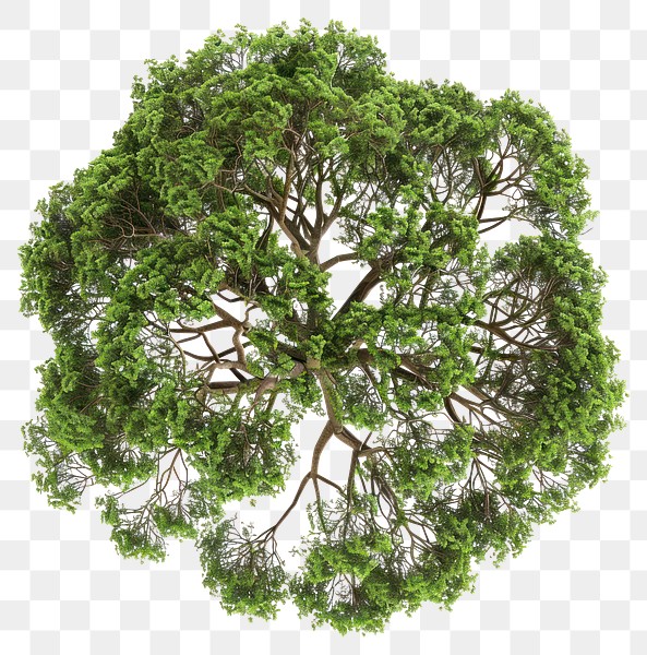 PNG Green tree canopy view | Premium PNG - rawpixel