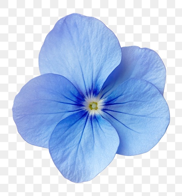 PNG single Forget-Me-Not petal photography | Free PNG - rawpixel