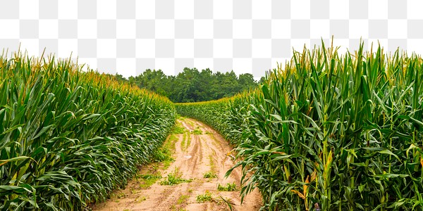 Cornfield png border, transparent background | Free PNG - rawpixel