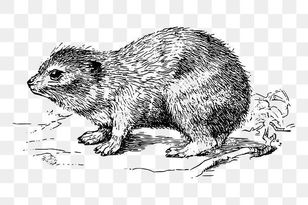 Hyrax png sticker, vintage animal | Free PNG - rawpixel