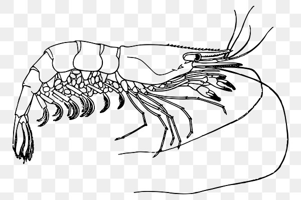 Prawn png sticker seafood illustration, | Free PNG - rawpixel