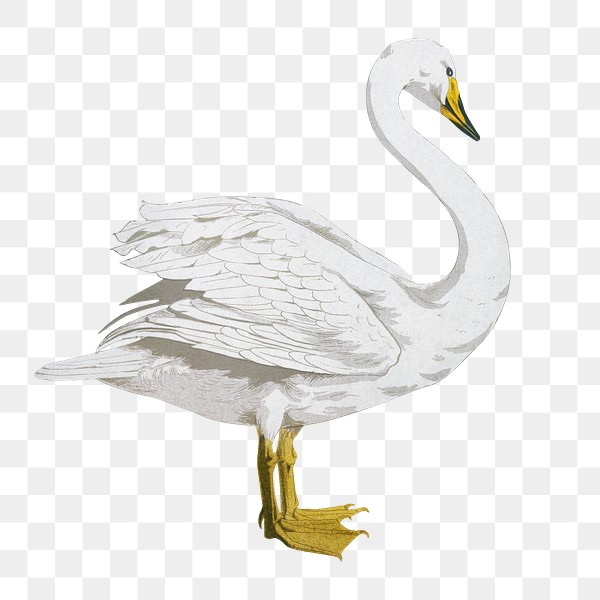 Vintage swan png sticker, bird | Premium PNG - rawpixel
