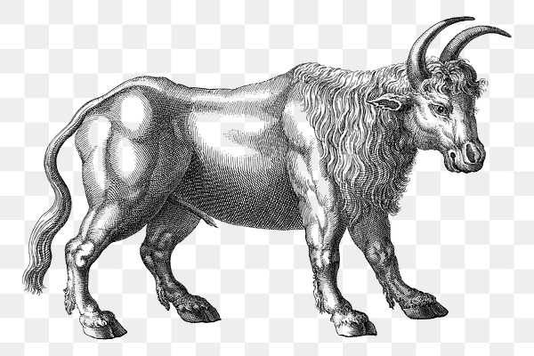 Bull png sticker illustration, transparent | Free PNG - rawpixel