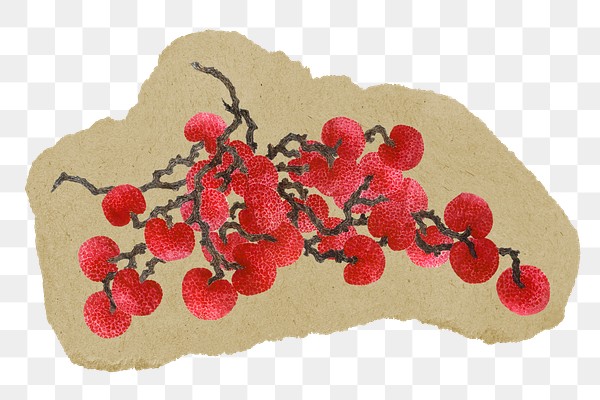 Lychee sticker png, vintage collage | Premium PNG - rawpixel