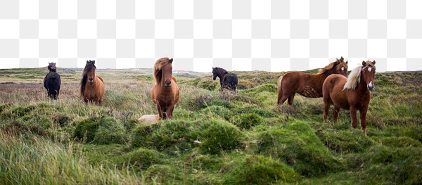Horse ranch png border, transparent | Free PNG - rawpixel