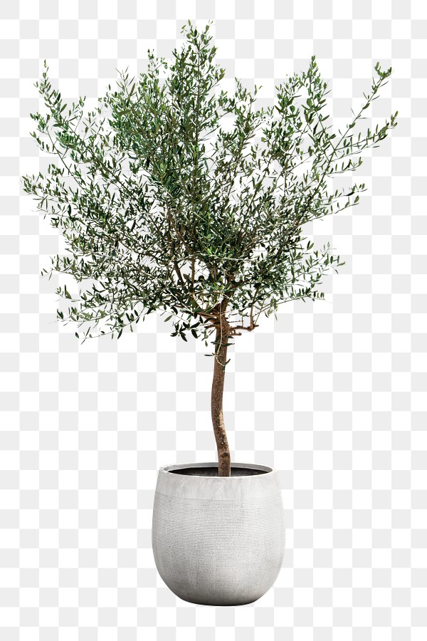 Olive tree png sticker, houseplant | Premium PNG - rawpixel