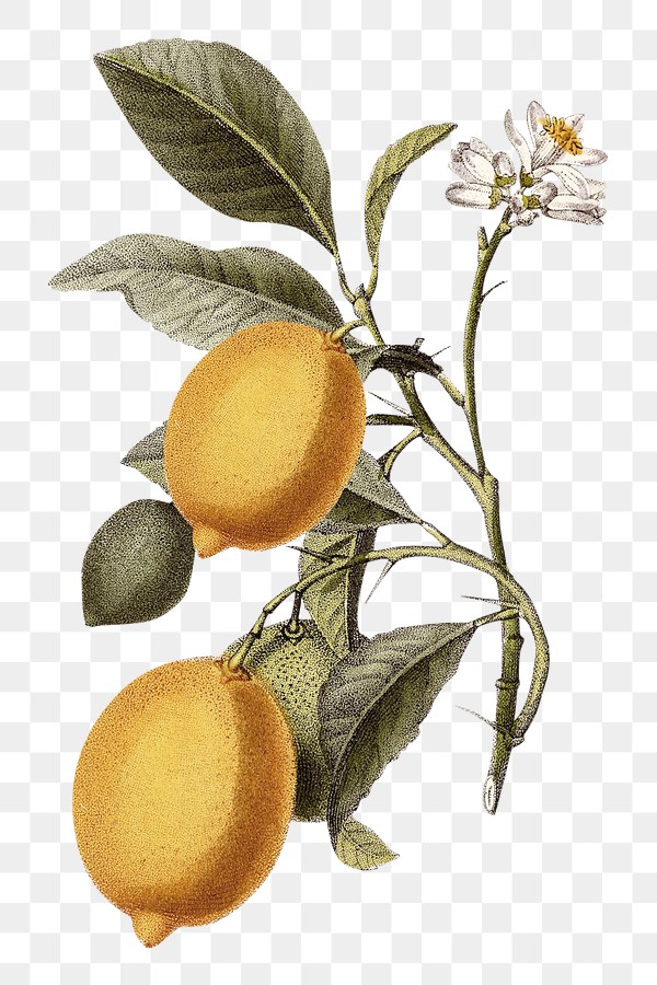 Vintage lemon png sticker, transparent | Premium PNG - rawpixel