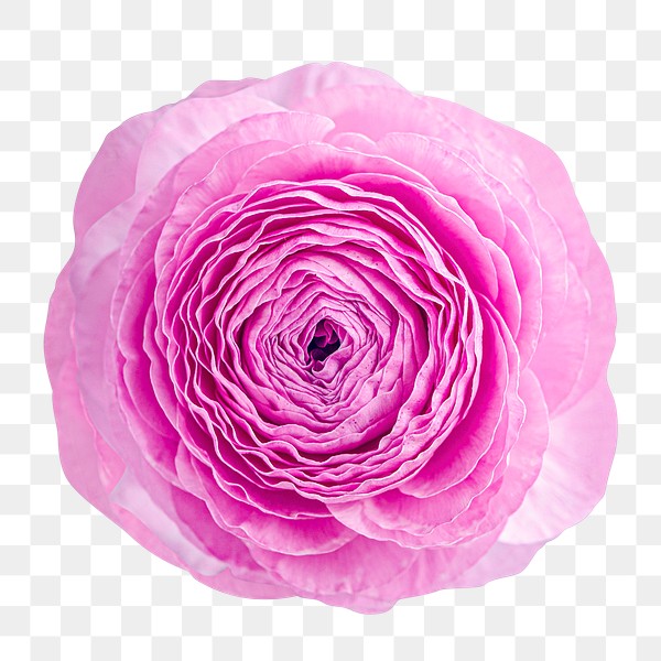 Pink ranunculus png sticker, transparent | Premium PNG - rawpixel