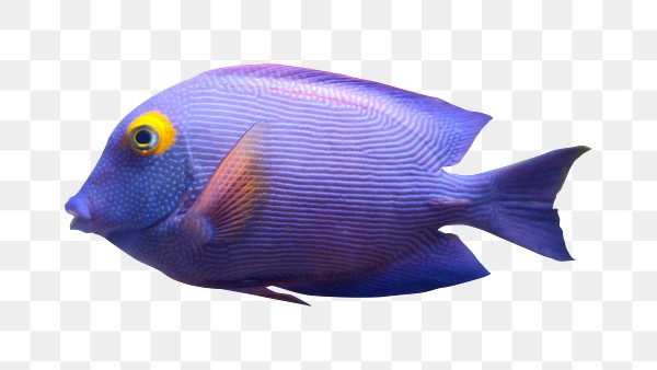 Png blue eyed tang fish | Free PNG - rawpixel