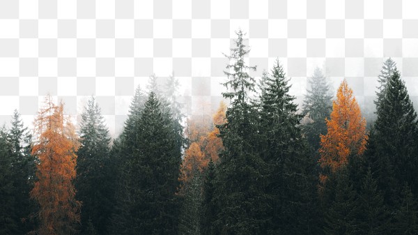 PNG misty forest border, transparent | Premium PNG - rawpixel