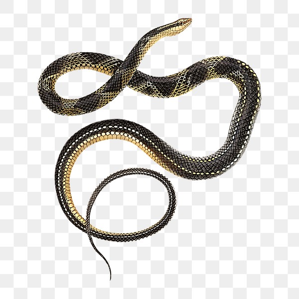 Snake png clipart illustration, transparent | Free PNG - rawpixel