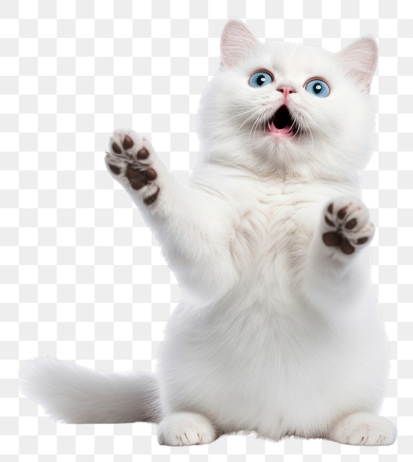 PNG Mammal animal kitten pet | Premium PNG - rawpixel