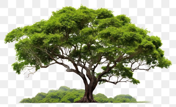 PNG Plant tree tranquility vegetation. | Premium PNG - rawpixel