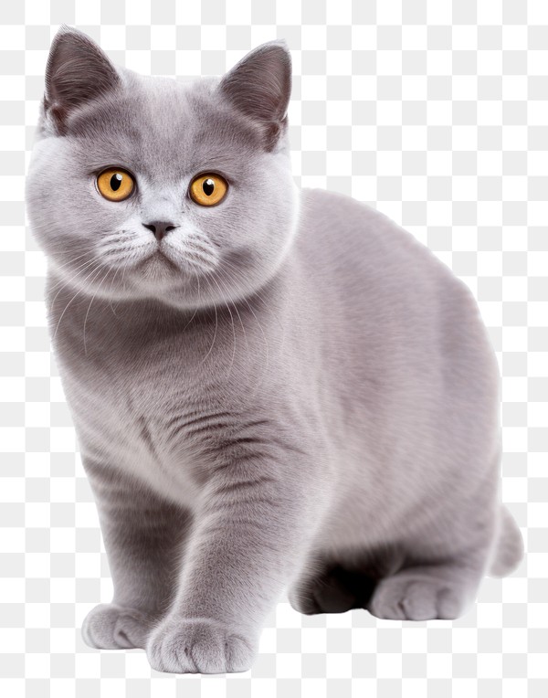 PNG Animal mammal pet relaxation. | Premium PNG - rawpixel