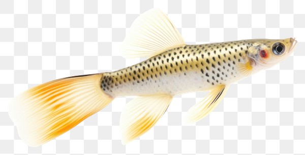 PNG Fish animal carp white | Premium PNG - rawpixel